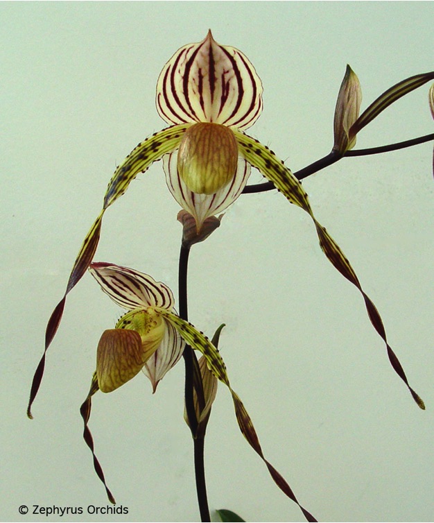Paphiopedilum Mount Toro 'Sunset Valley Orchids' HCC/AOS