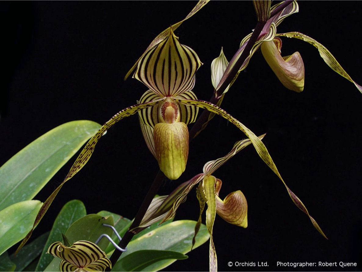 Paphiopedilum Platy Swith 'Maxima'