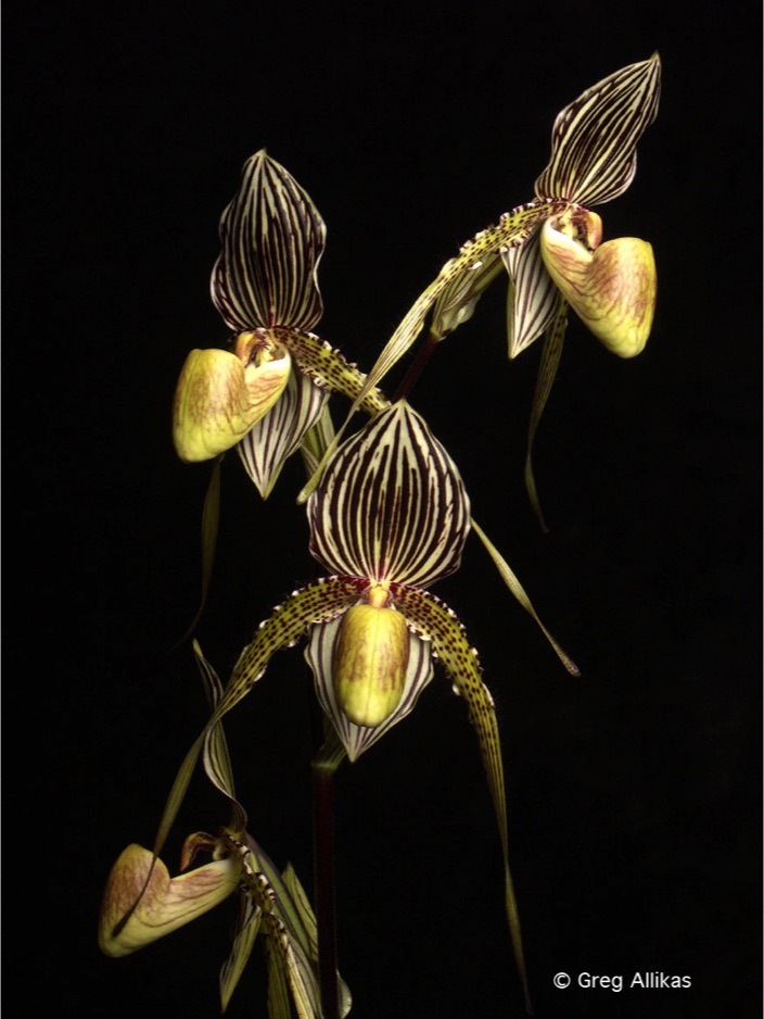 Paphiopedilum St Swithin 'Crystelle'