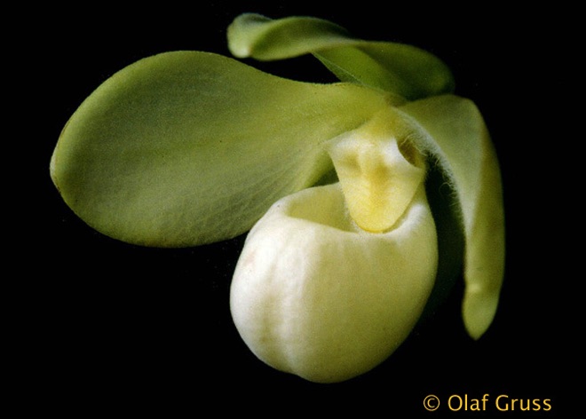 PAPH HANGIANUM : THE FIRST HYBRIDS