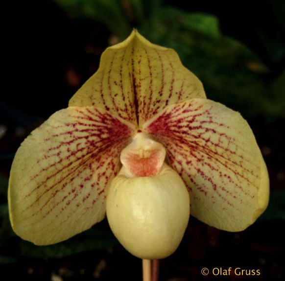 PAPH HANGIANUM : THE FIRST HYBRIDS