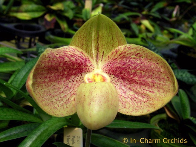 This gallery accompanies the article "Paph hangianum: The First Hybrids ...