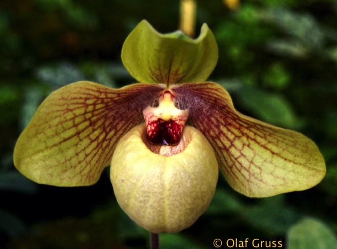 This gallery accompanies the article "Paph hangianum: The First Hybrids ...