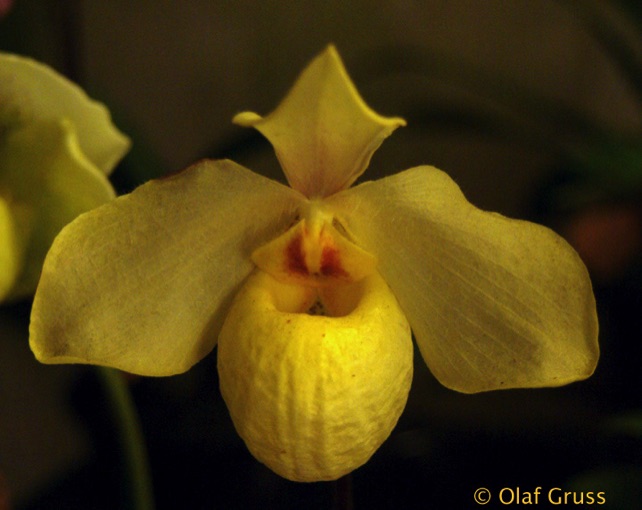 This gallery accompanies the article "Paph hangianum: The First Hybrids ...