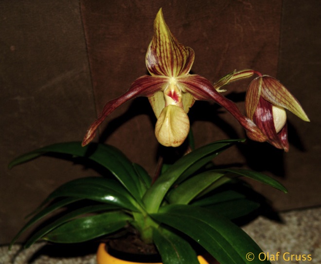 SOA MAIN Supporting Members Join SOA Payment Center Contact Us! Journal ...