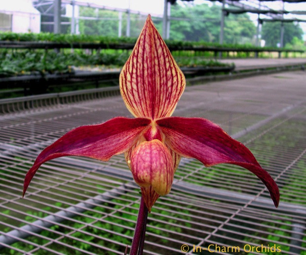 SOA MAIN Supporting Members Join SOA Payment Center Contact Us! Journal ...